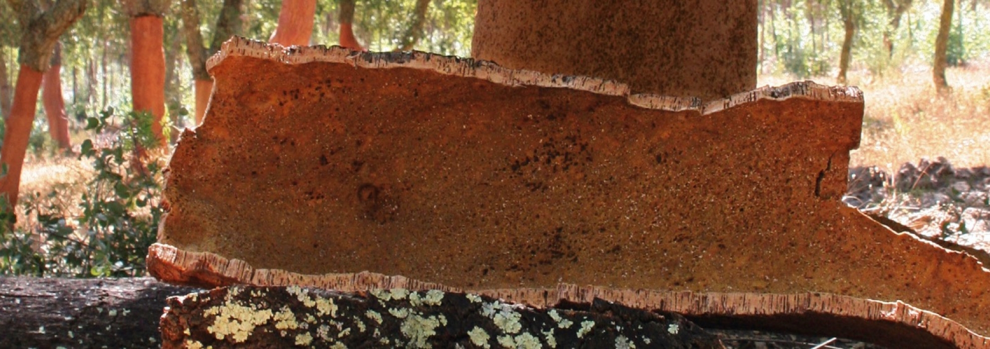 Kork-Eichenwald | Amorim Cork Solutions